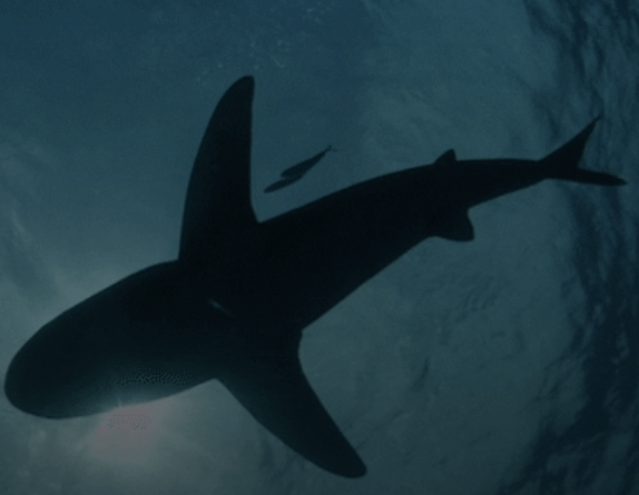 Bio-Inspired and Magnetic Actuation - Boston Engineering